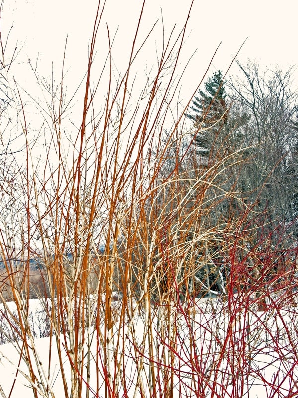 Show-in-the-Snow - North Country Reflections
