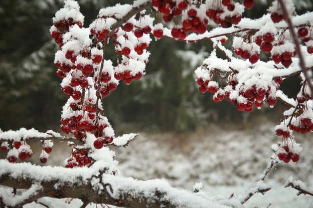 Turkey stomp - North Country Reflections