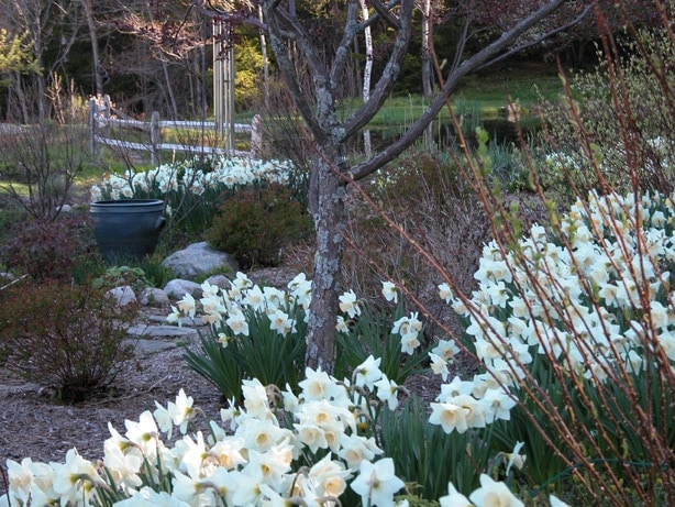 Spring magic - North Country Reflections