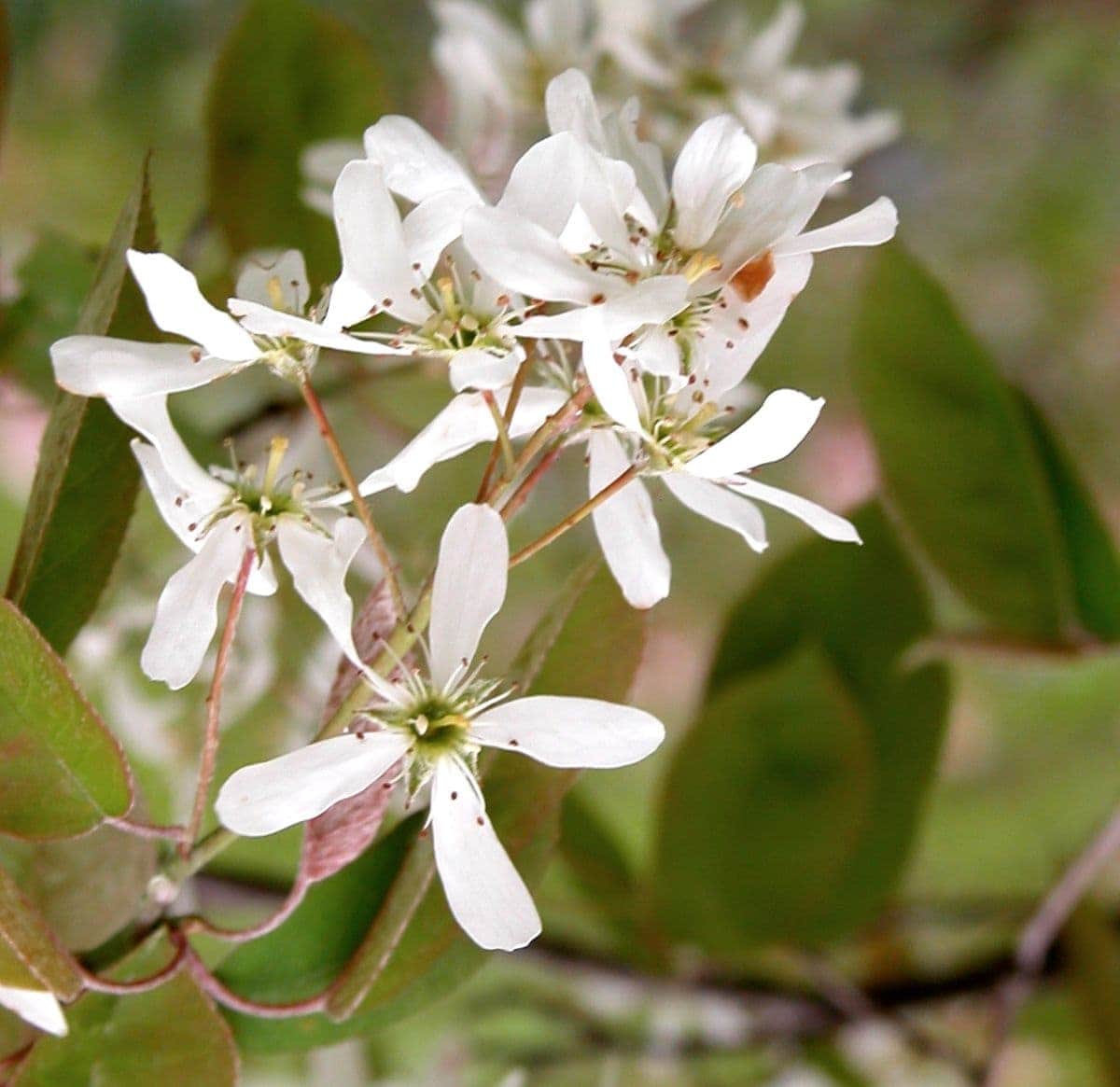 Snow in spring - North Country Reflections