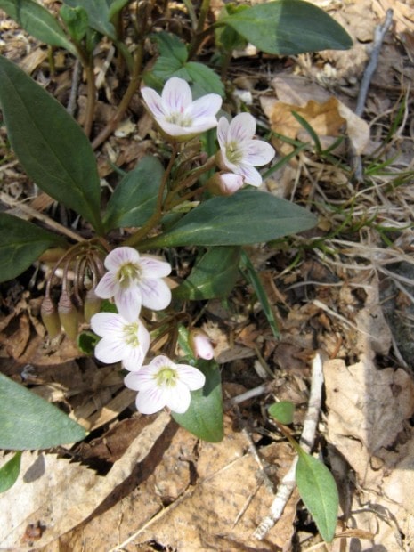 Welcome Spring - North Country Reflections