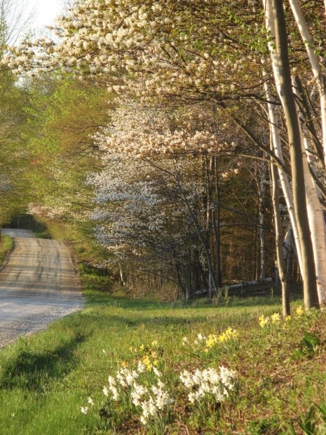 Welcome Spring - North Country Reflections