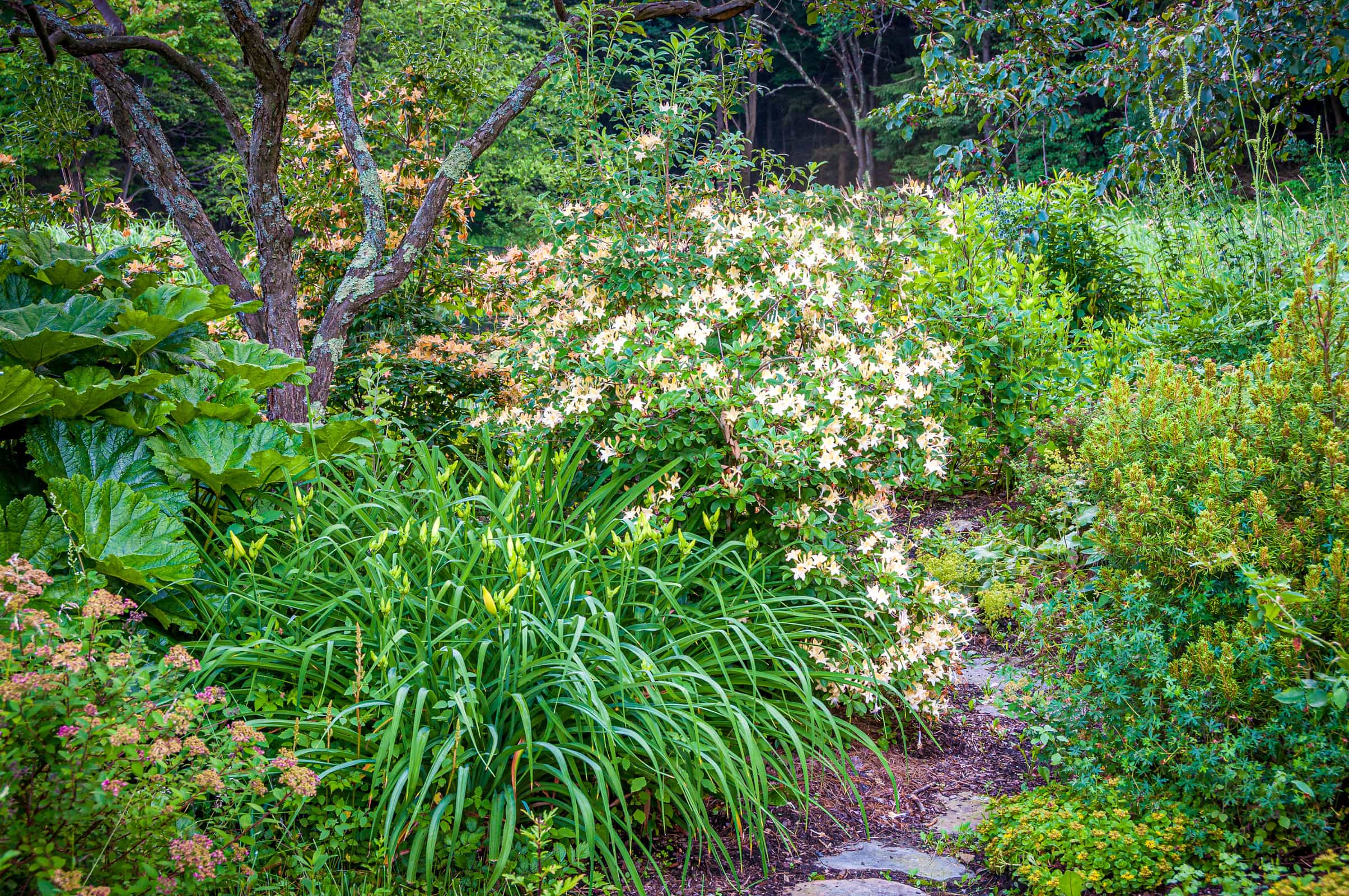 Beauty beneath the trees - North Country Reflections